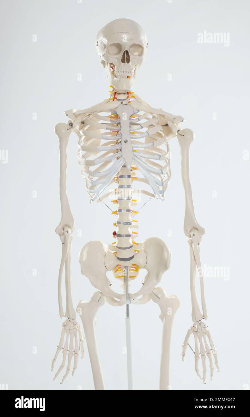 Artificial human skeleton model on white background Stock Photo - Alamy