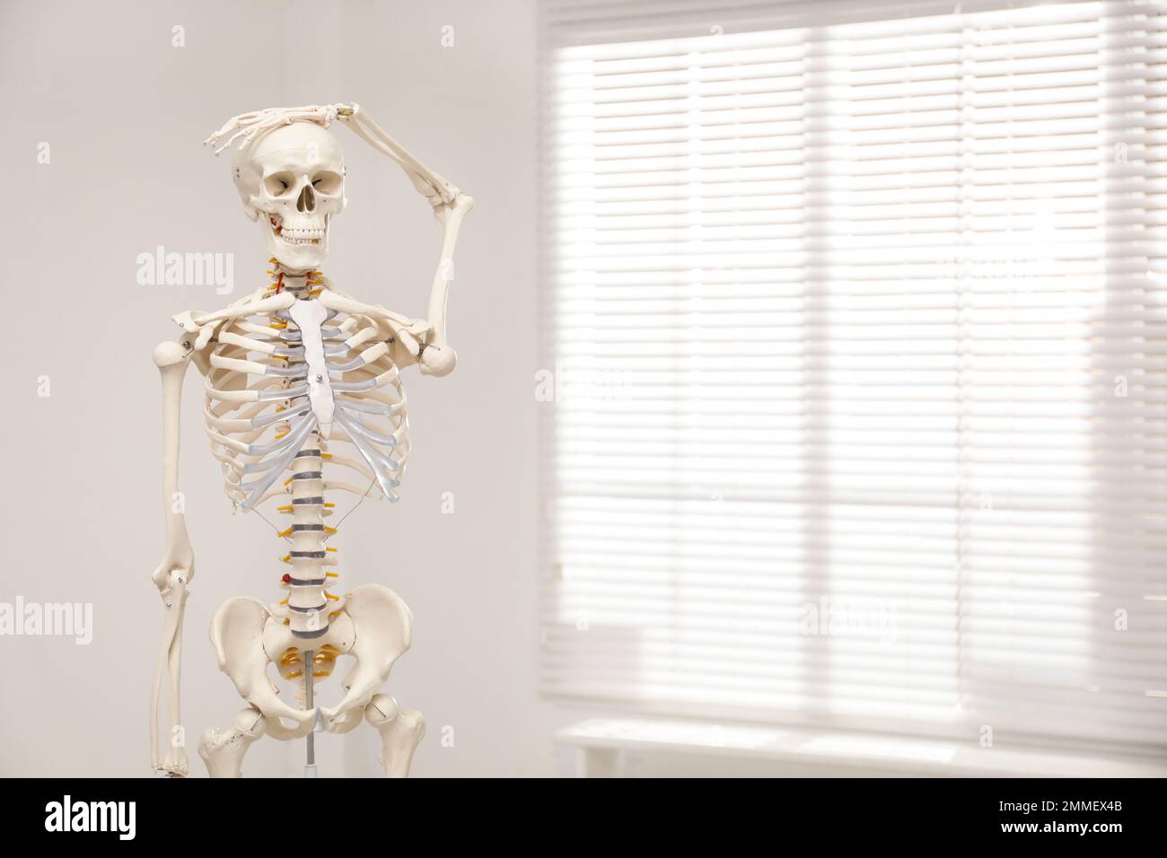 Artificial human skeleton model near window indoors. Space for text ...