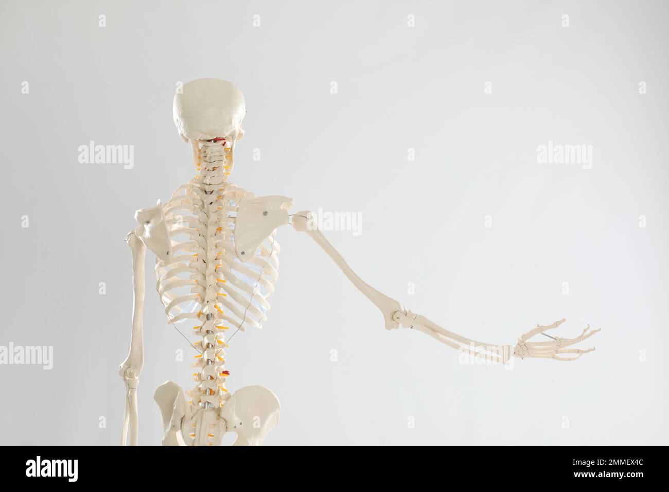 Artificial human skeleton model on white background, back view Stock ...