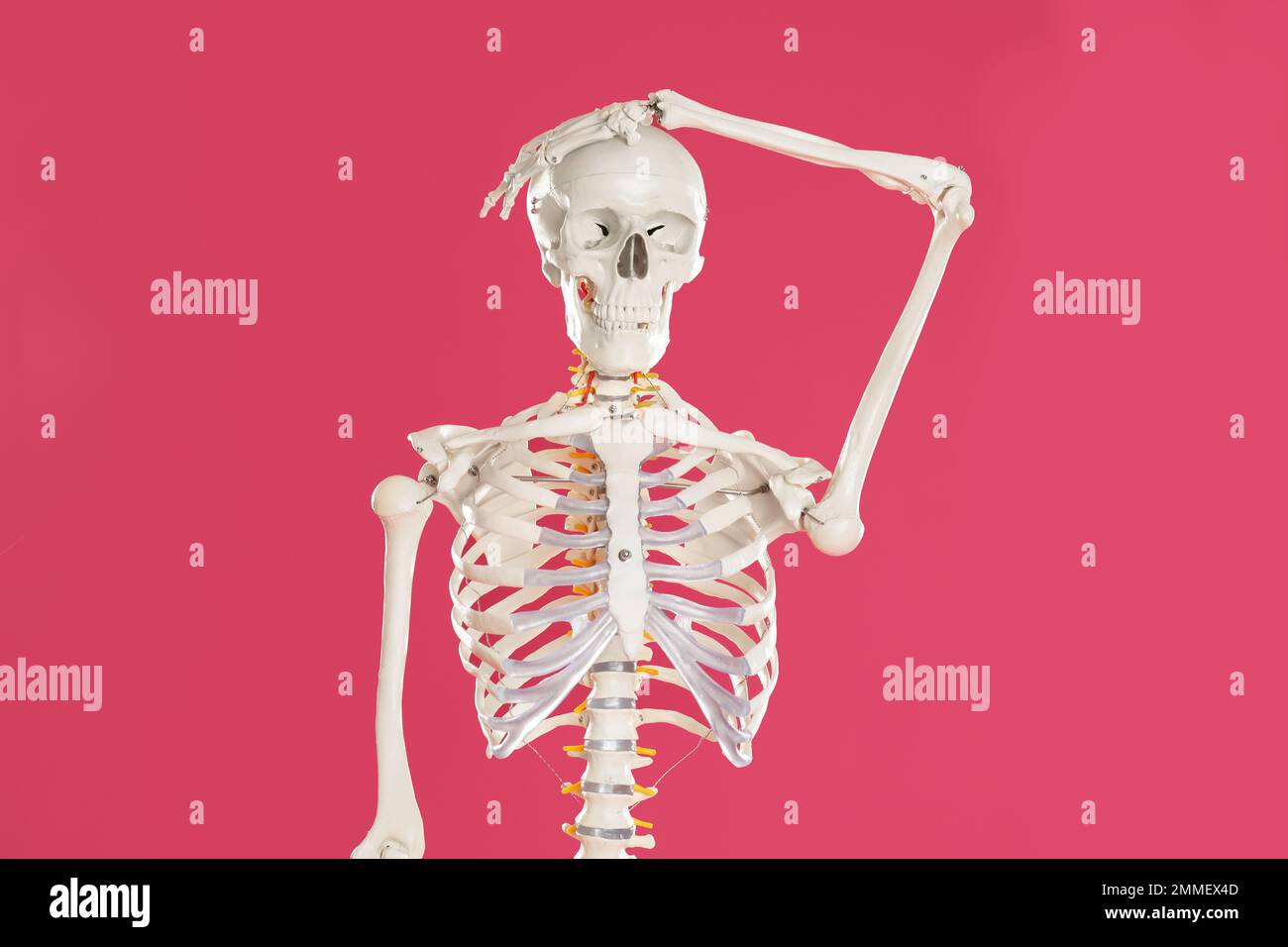 Artificial human skeleton model on crimson background Stock Photo - Alamy