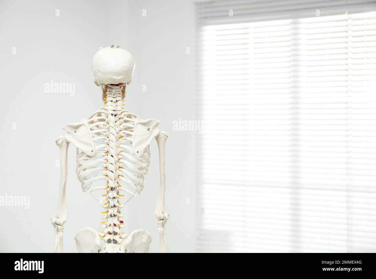 Artificial human skeleton model near window indoors, back view. Space ...