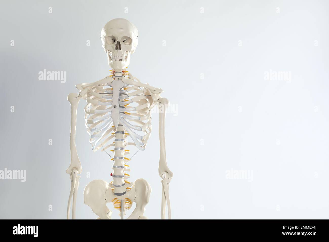 Artificial human skeleton model on white background. Space for text ...
