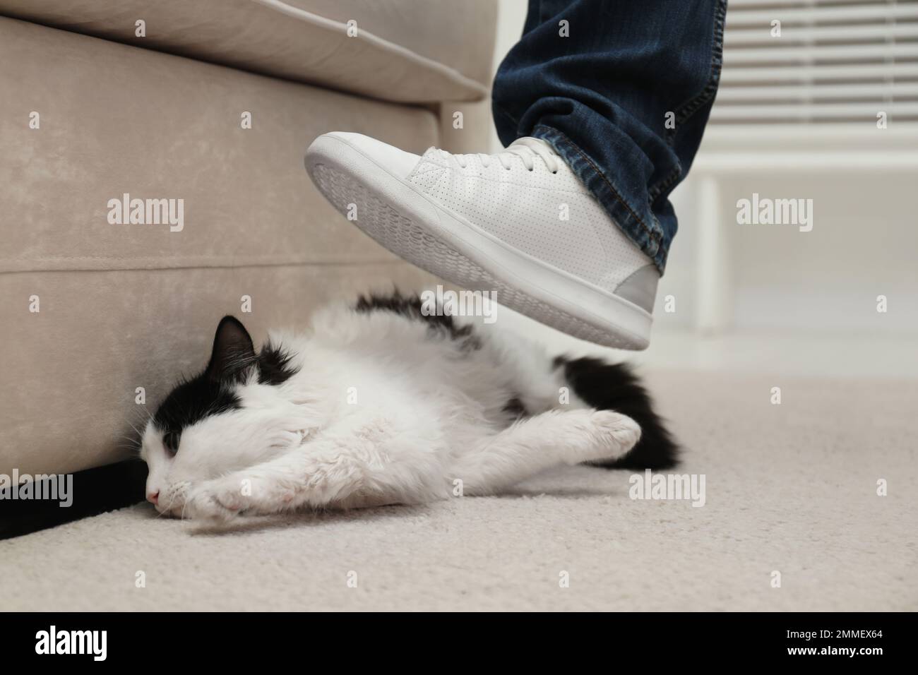 Man kicking cat at home, closeup of leg. Domestic violence against pets ...