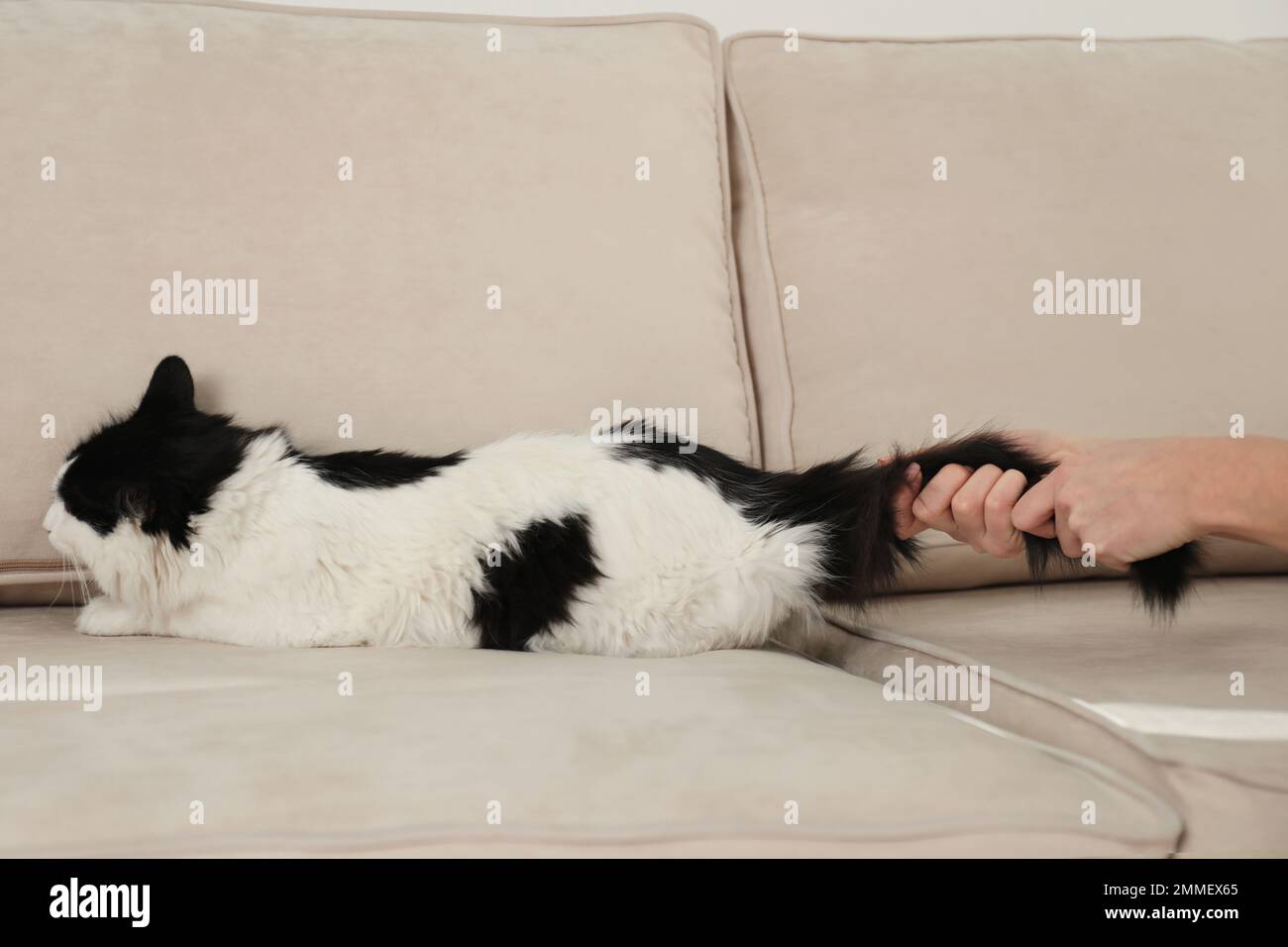 Woman beating cat at home, closeup of hands. Domestic violence against ...