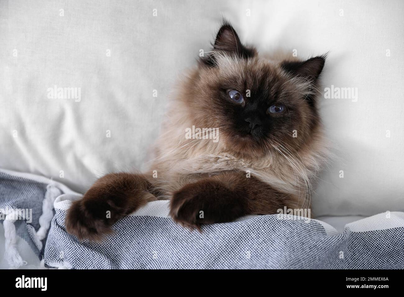 Cute Balinese cat covered with blanket on bed at home. Fluffy pet Stock ...
