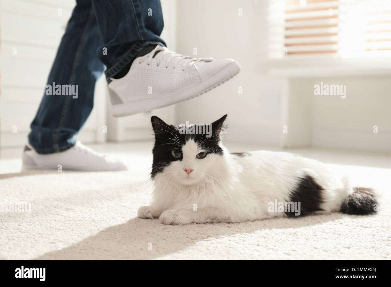 Man kicking cat at home, closeup of legs. Domestic violence against ...