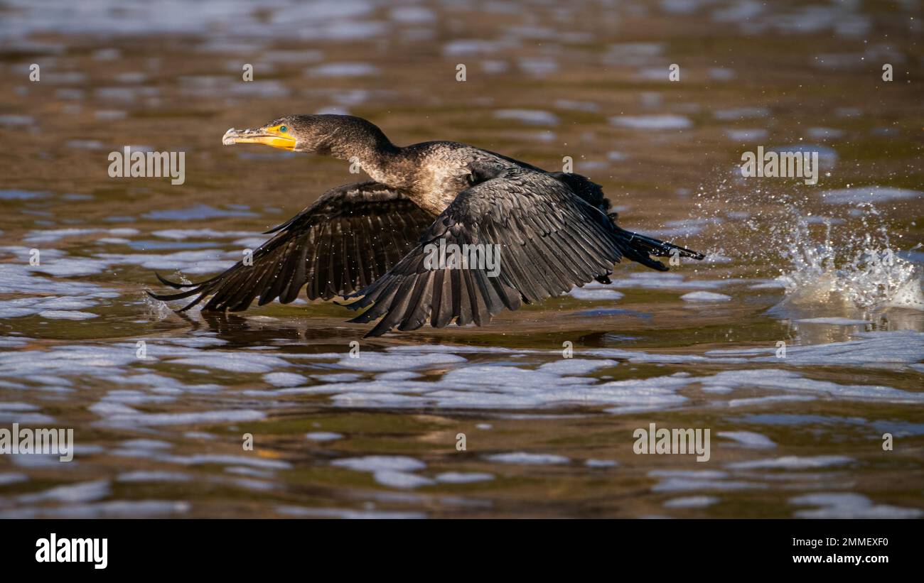 Double-crested Cormorant Taking Flight Stock Photo - Alamy