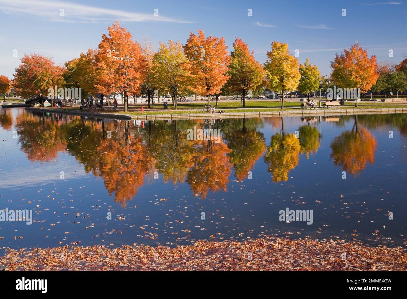 Row of maple Acer - Maple trees reflected in Bonsecours Basin and ...