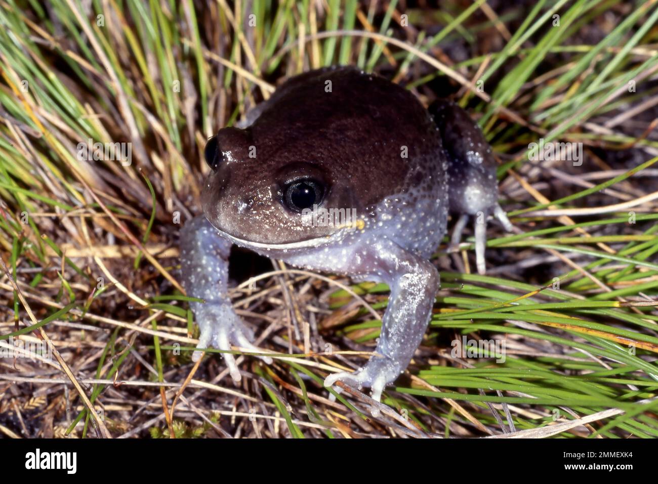 Australian Giant Burrowing Frog resting on reeds Stock Photo - Alamy