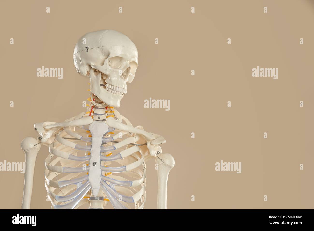 Artificial human skeleton model on beige background. Space for text ...