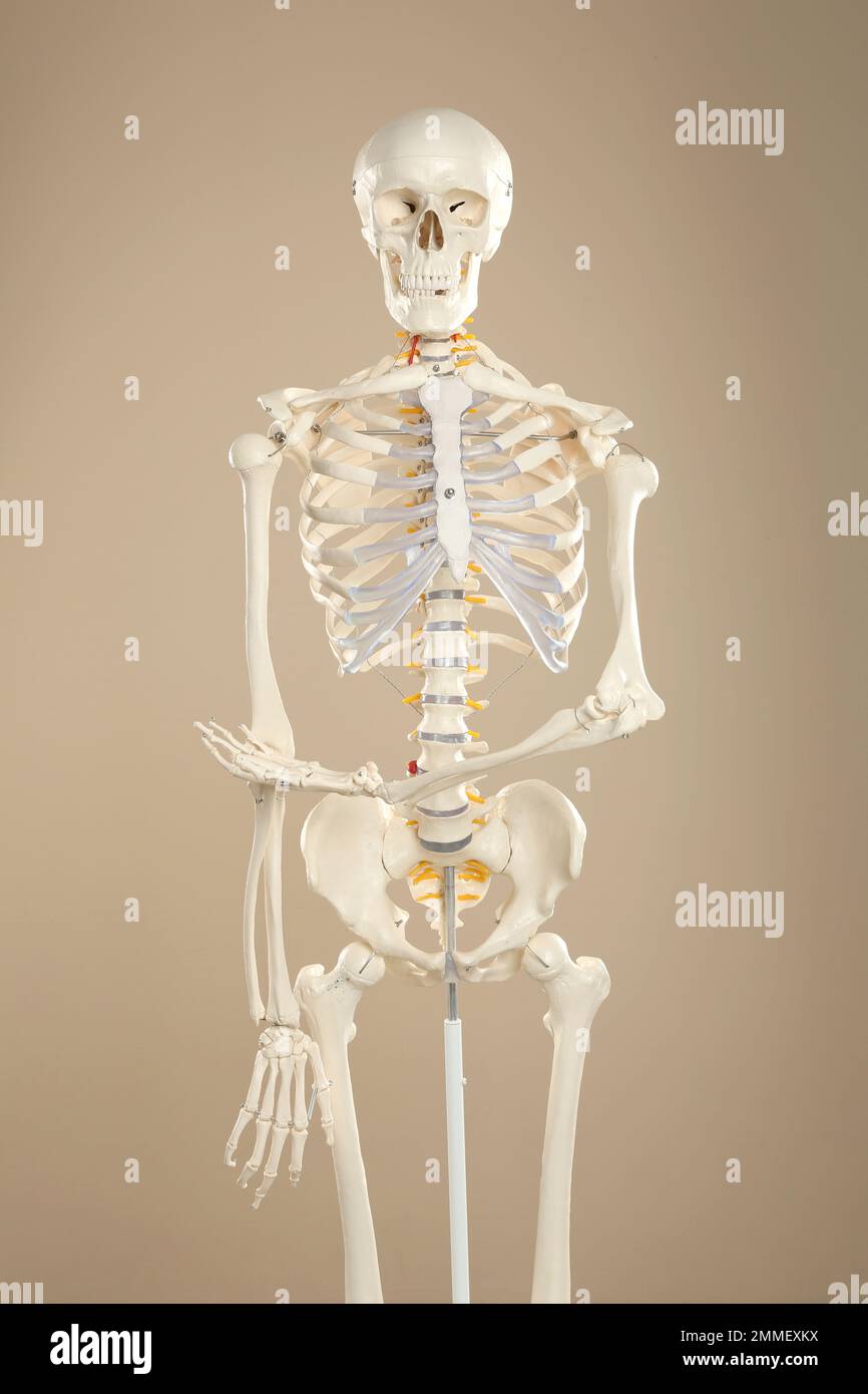 Artificial human skeleton model on beige background Stock Photo - Alamy