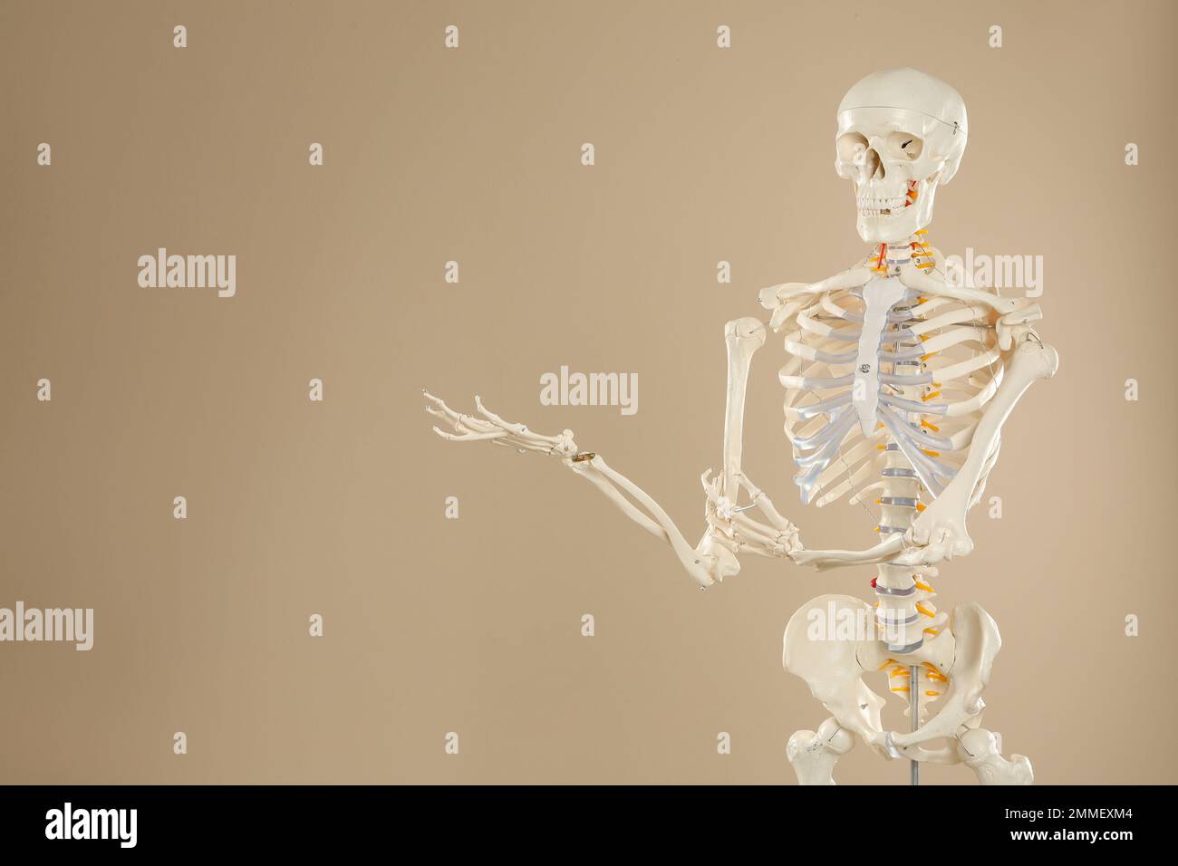 Artificial human skeleton model on beige background. Space for text ...