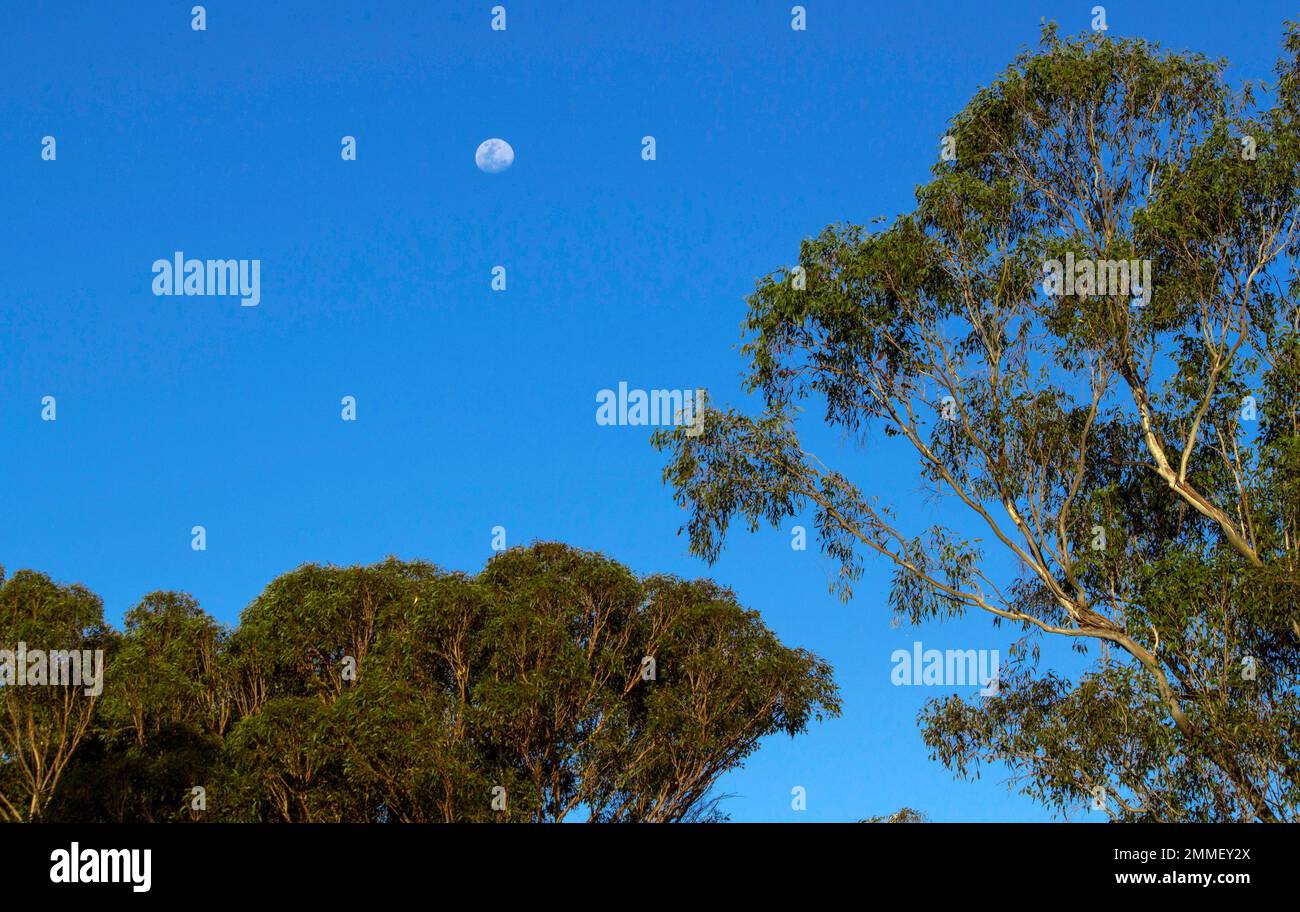 Moon shine in the sky in Sydney, NSW, Australia (Photo by Tara Chand ...