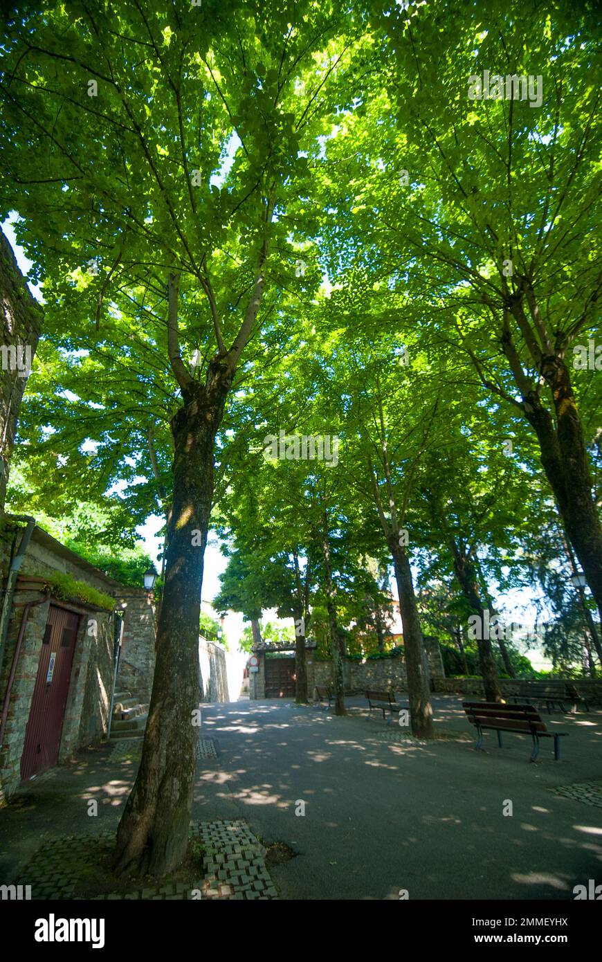 Cobblestone laneway and oak trees in Greve Italy Stock Photo - Alamy