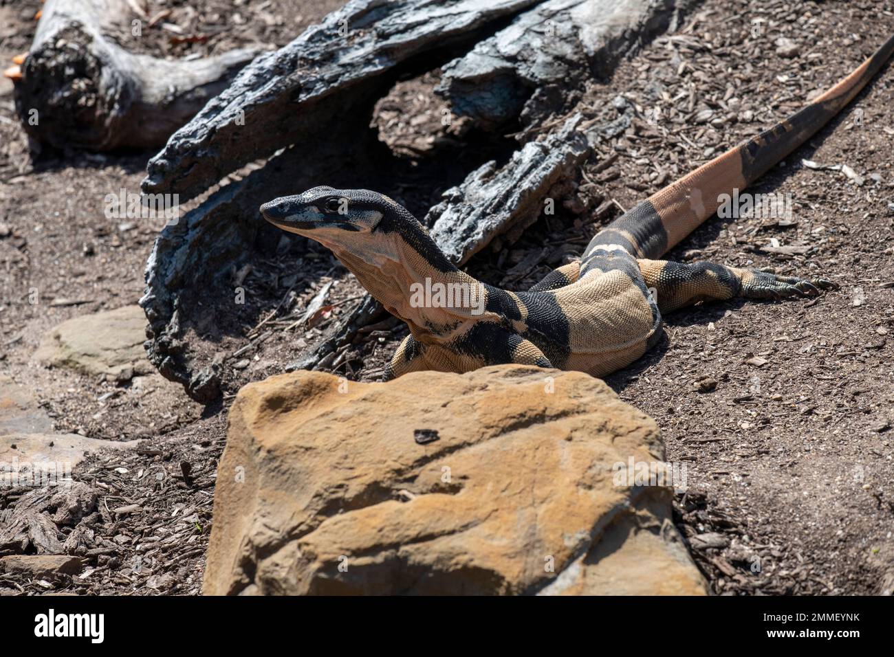 Perentie (Varanus giganteus) at Sydney Zoo in Sydney, NSW, Australia ...