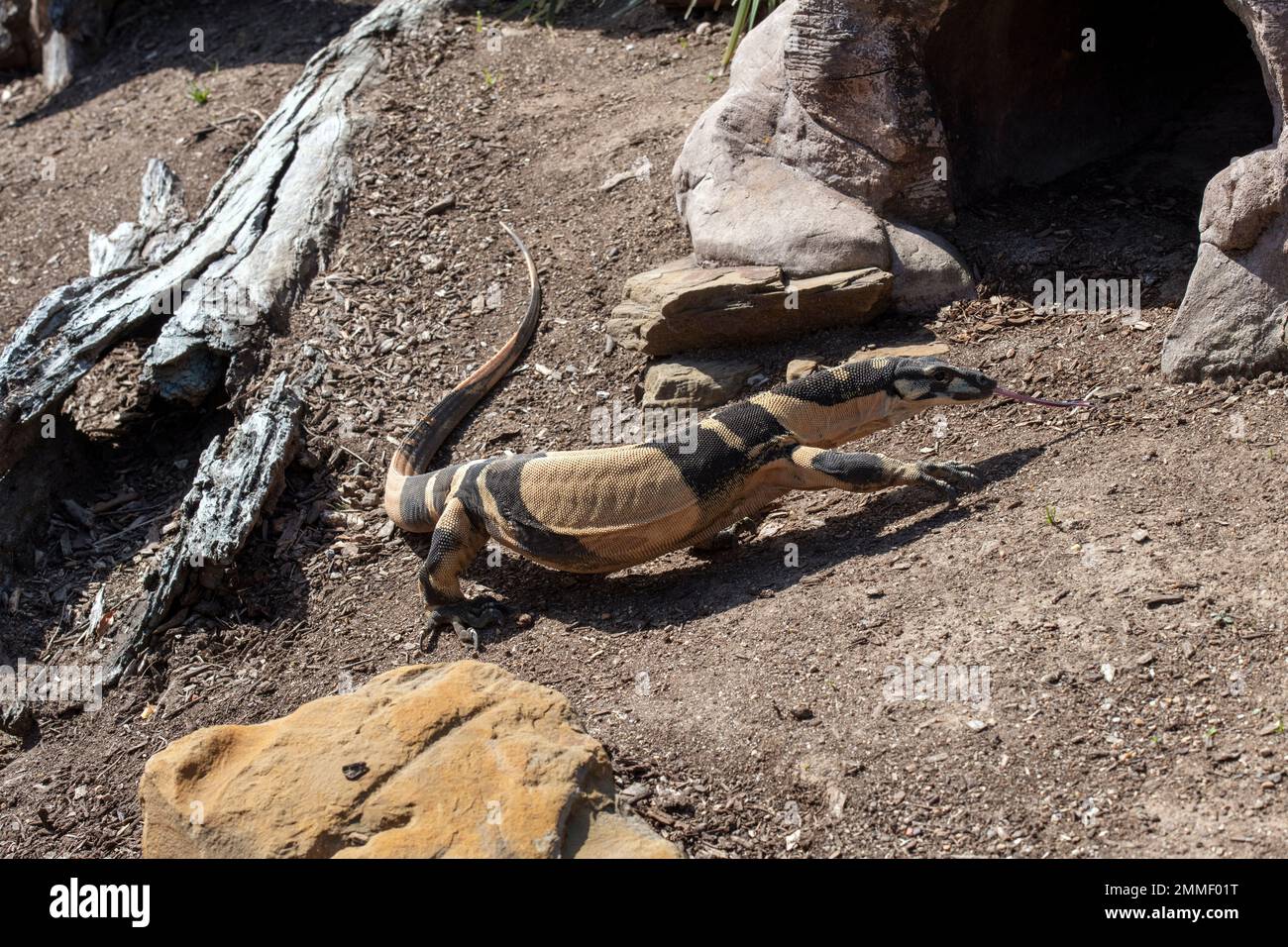 Perentie lizard hi-res stock photography and images - Alamy