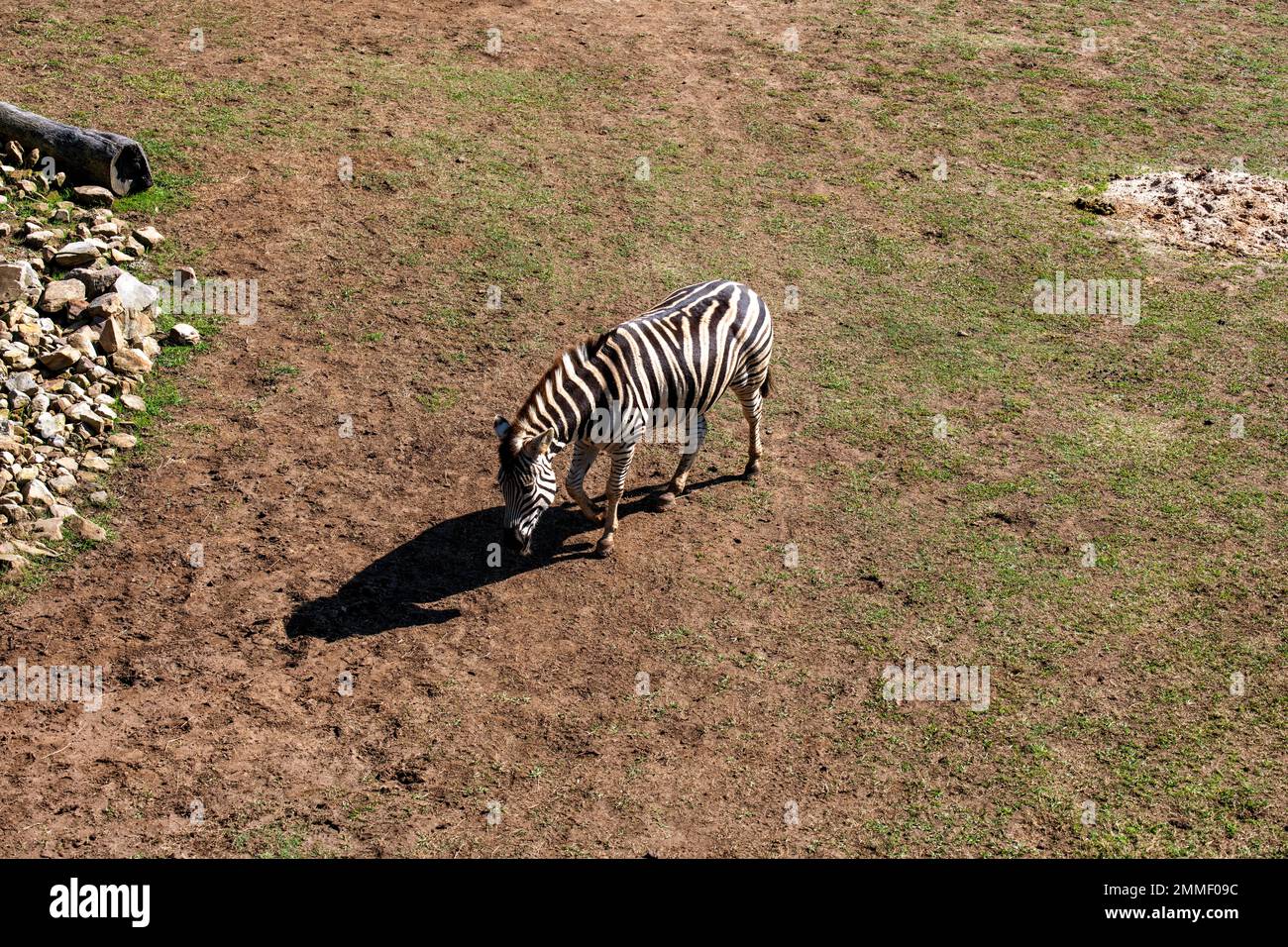 Plains Zebra (Equus quagga) at Sydney Zoo in Sydney, NSW, Australia ...