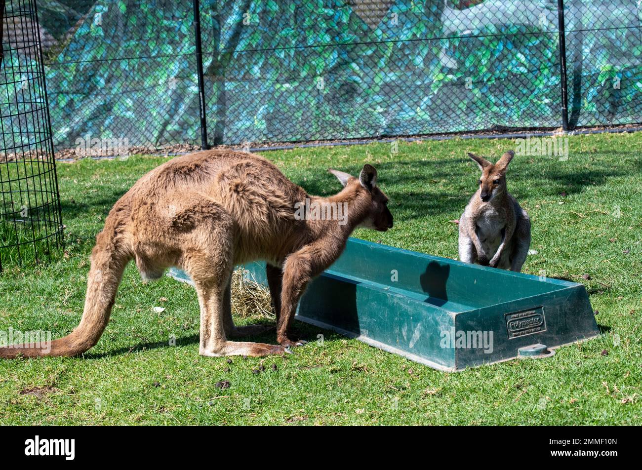 Red Kangaroo (Macropus rufus) with young Kangaroo at a Zoo in Sydney ...