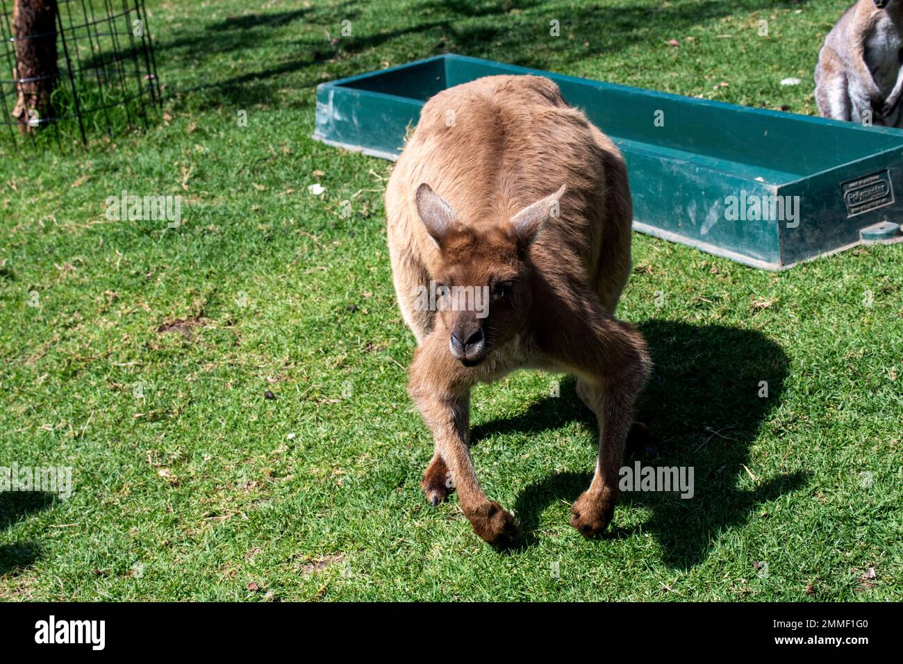 Red Kangaroo (Macropus rufus) at a Zoo in Sydney, NSW Australia (Photo ...