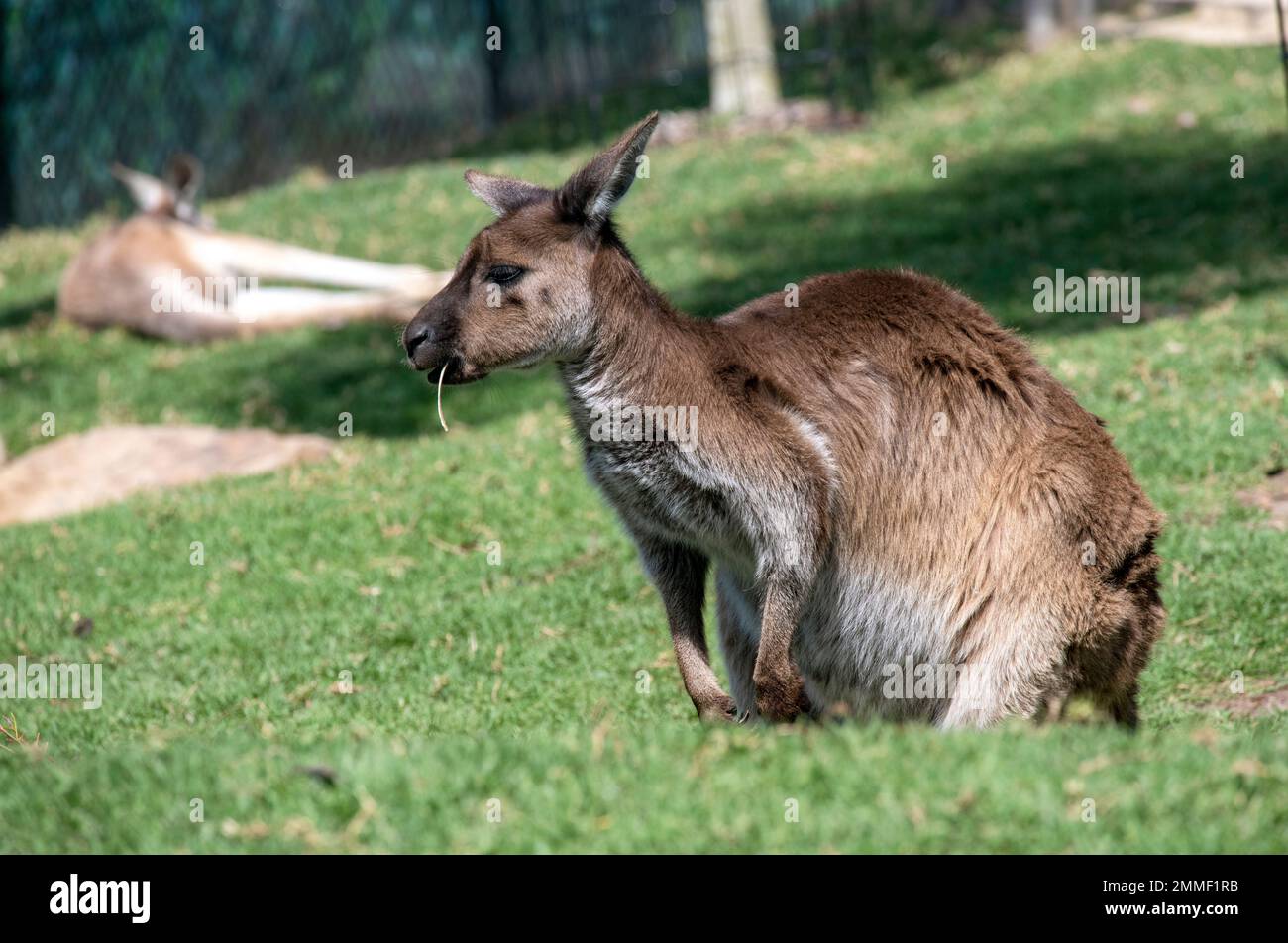 Red Kangaroo (Macropus rufus) at a Zoo in Sydney, NSW Australia (Photo ...