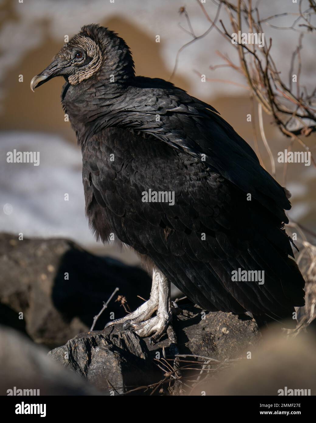 A black vulture perched along the Haw River, NC Stock Photo - Alamy