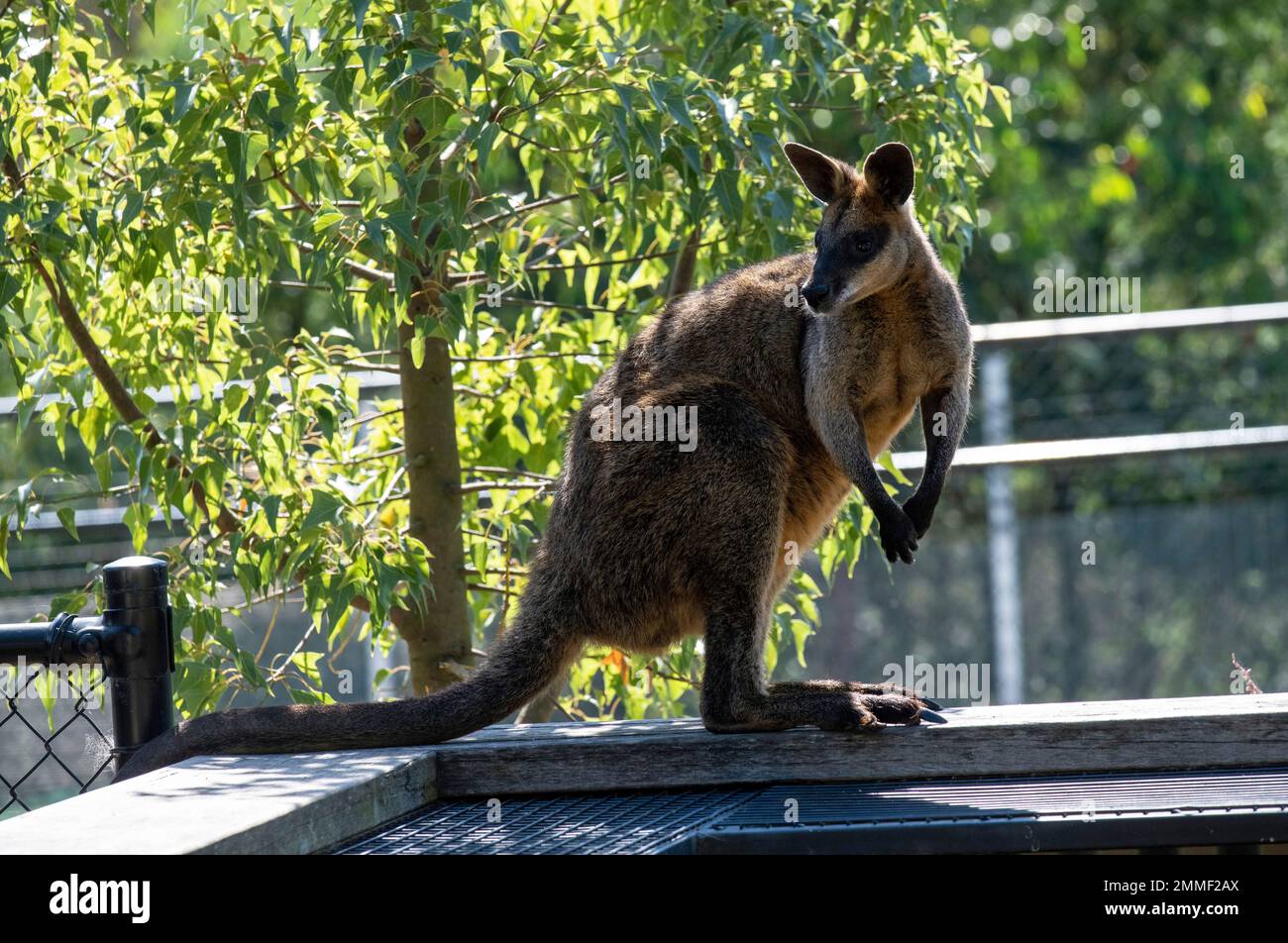 Rock Wallaby at a Zoo in Sydney, NSW Australia (Photo by Tara Chand ...