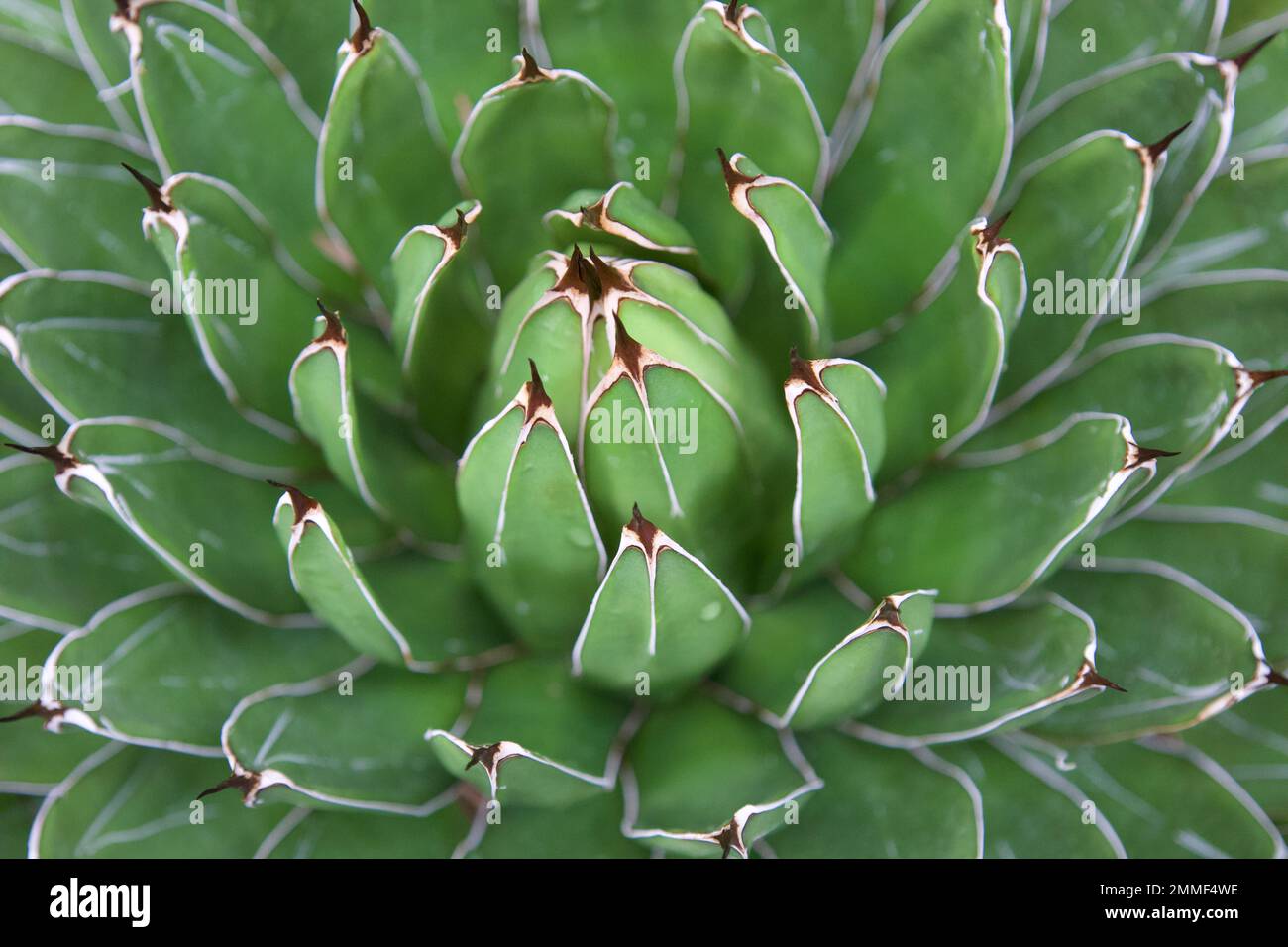 Agave rosette. Macro photo of green succulent plant, native to the ...