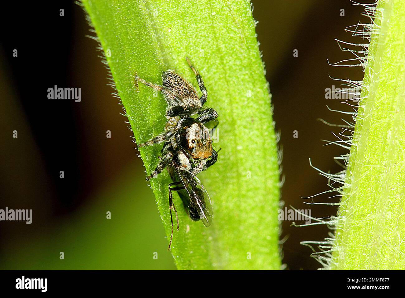 Maratus spider hi-res stock photography and images - Alamy