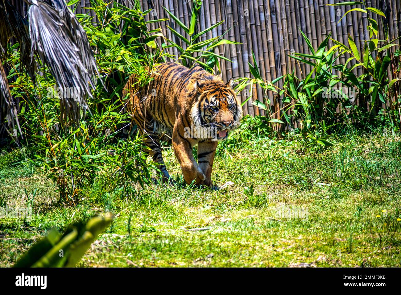 Tiger Panthera Sumatran Tigris