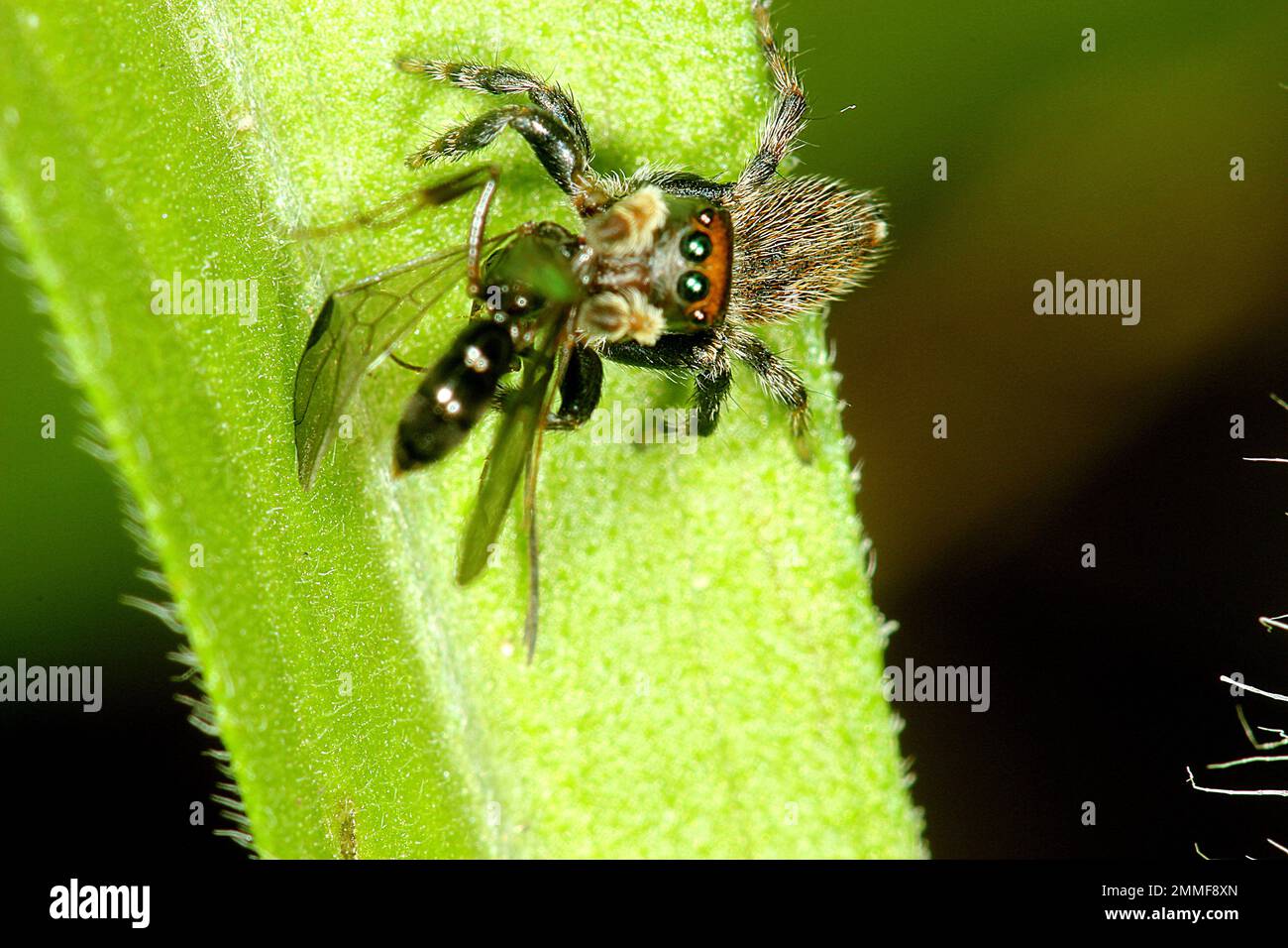 Maratus spider hi-res stock photography and images - Alamy