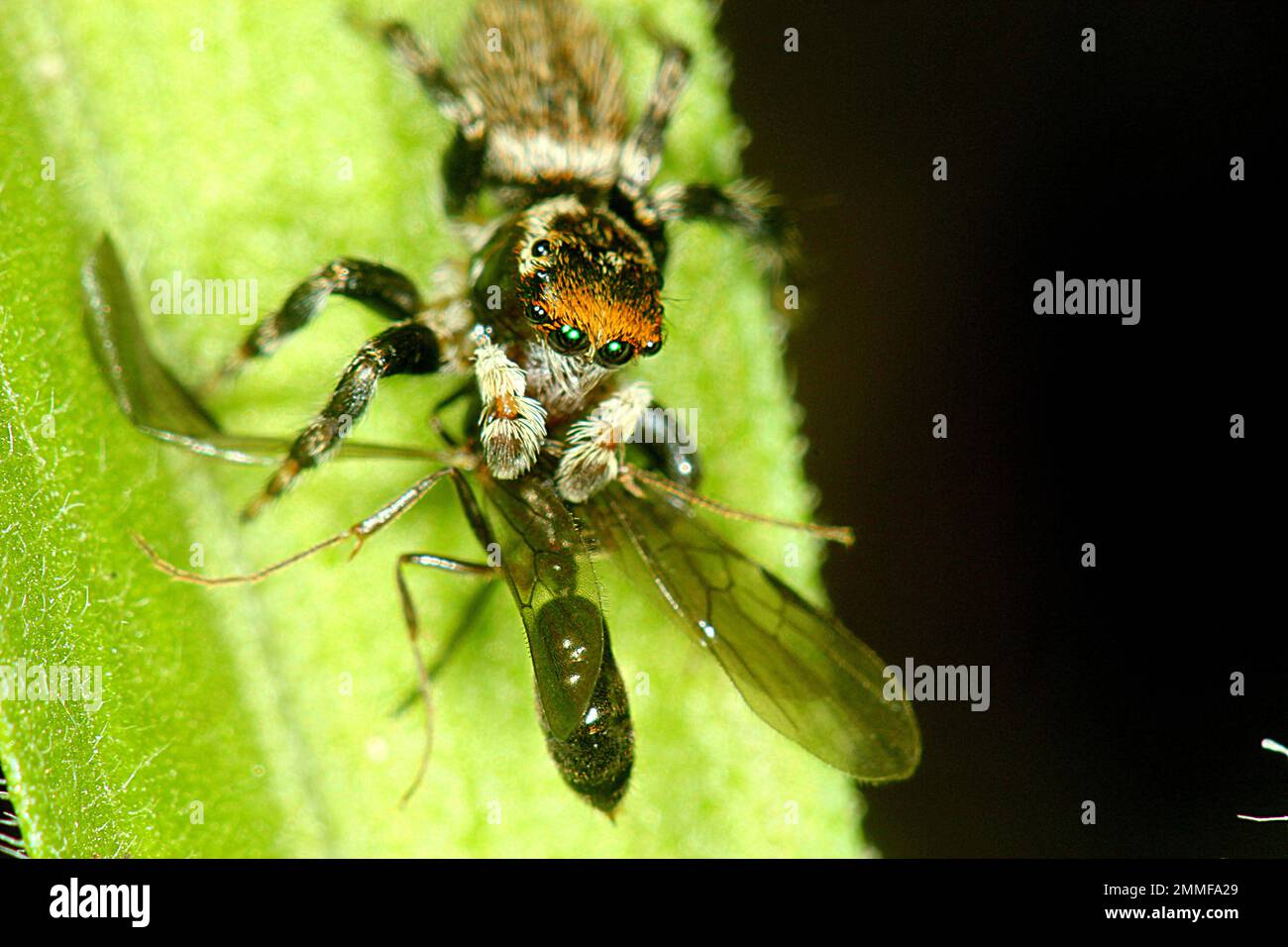 Jumping spider new hi-res stock photography and images - Alamy