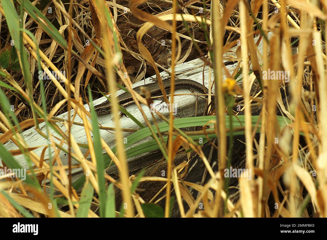 New Zealand grass skink (Oligosoma sp Stock Photo - Alamy