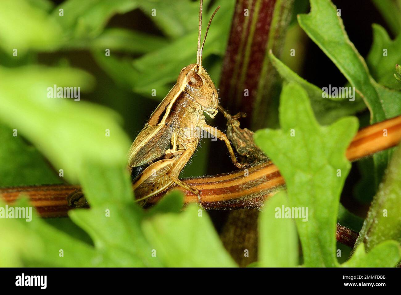 Lowland grasshopper (Phaulacridium sp Stock Photo - Alamy