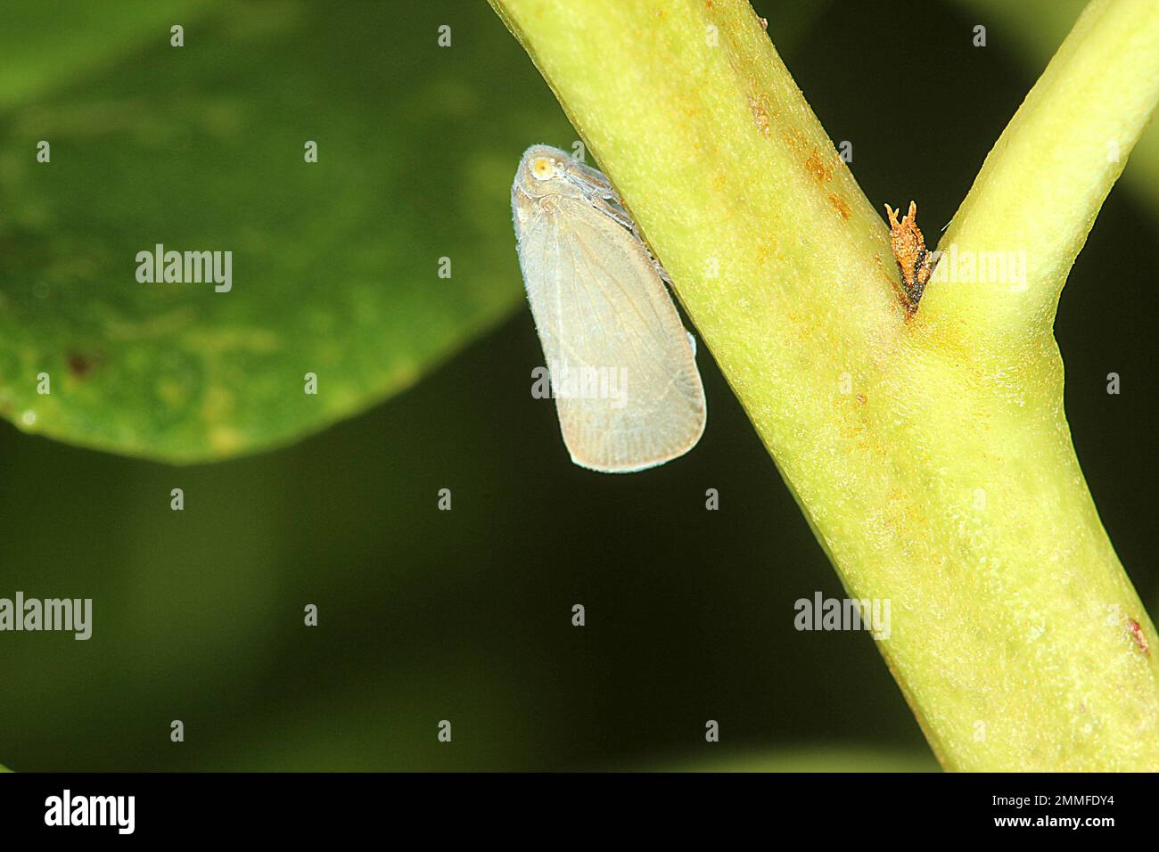 Adult planthopper hi-res stock photography and images - Alamy