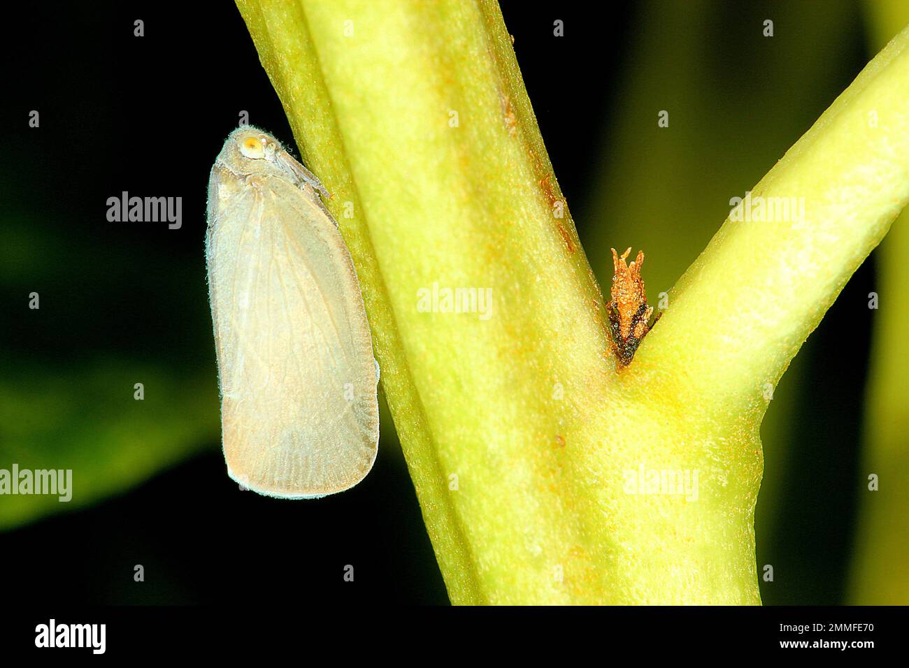 Adult planthopper hi-res stock photography and images - Alamy