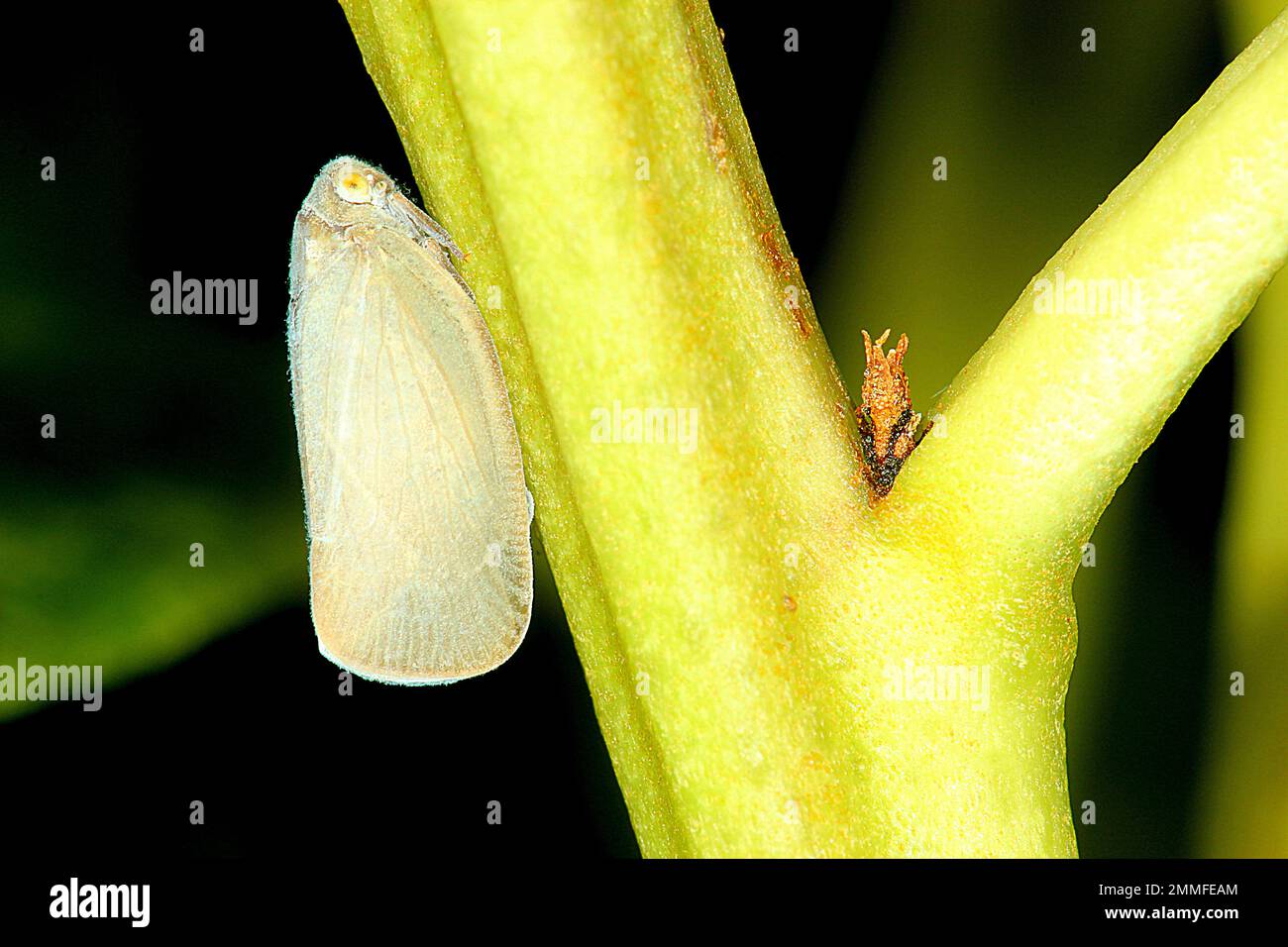 Grey planthopper (Anzora unicolor Stock Photo - Alamy