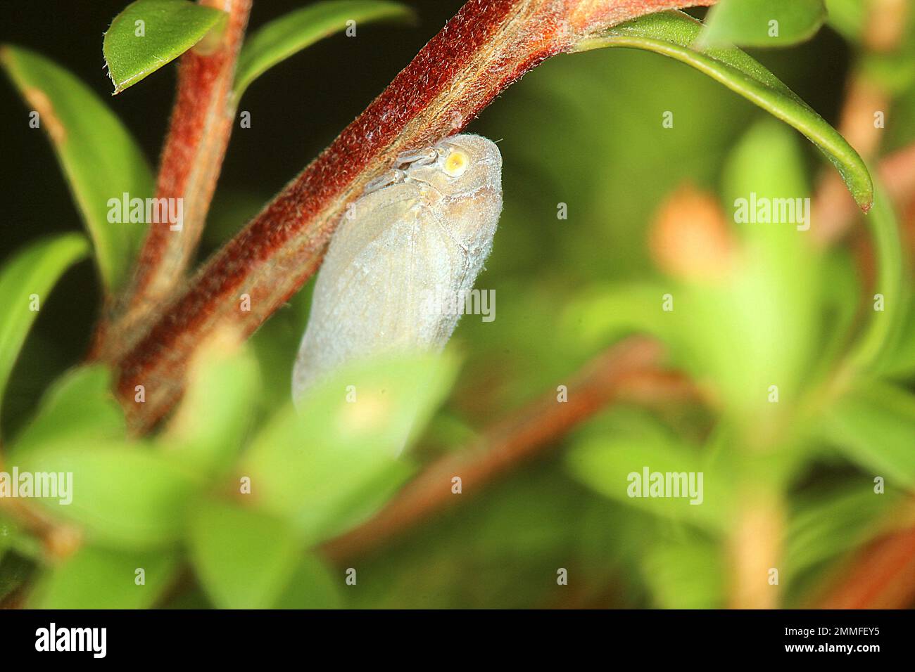 Grey plant hopper hi-res stock photography and images - Alamy