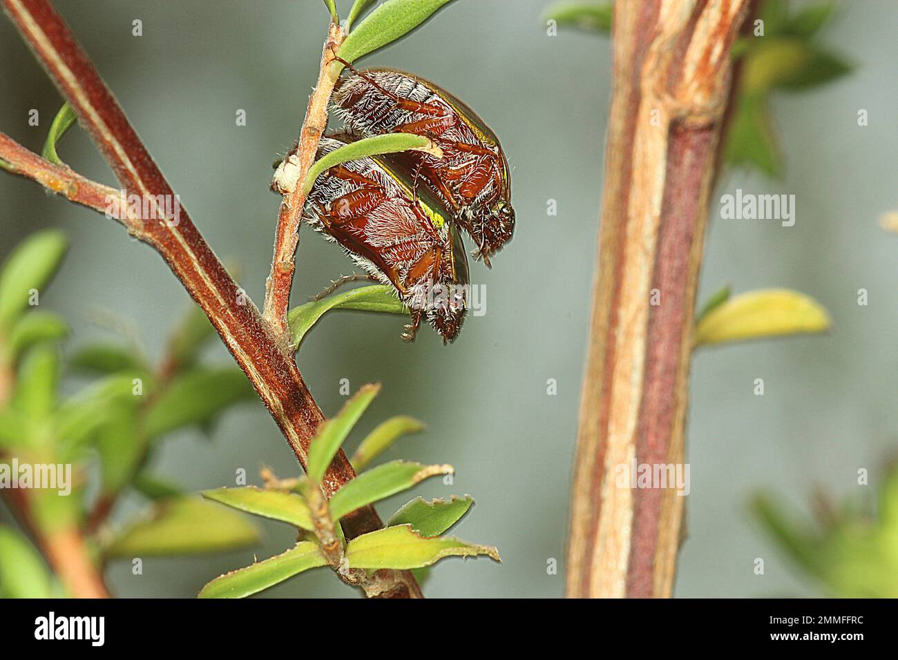 Pyronota hi-res stock photography and images - Alamy