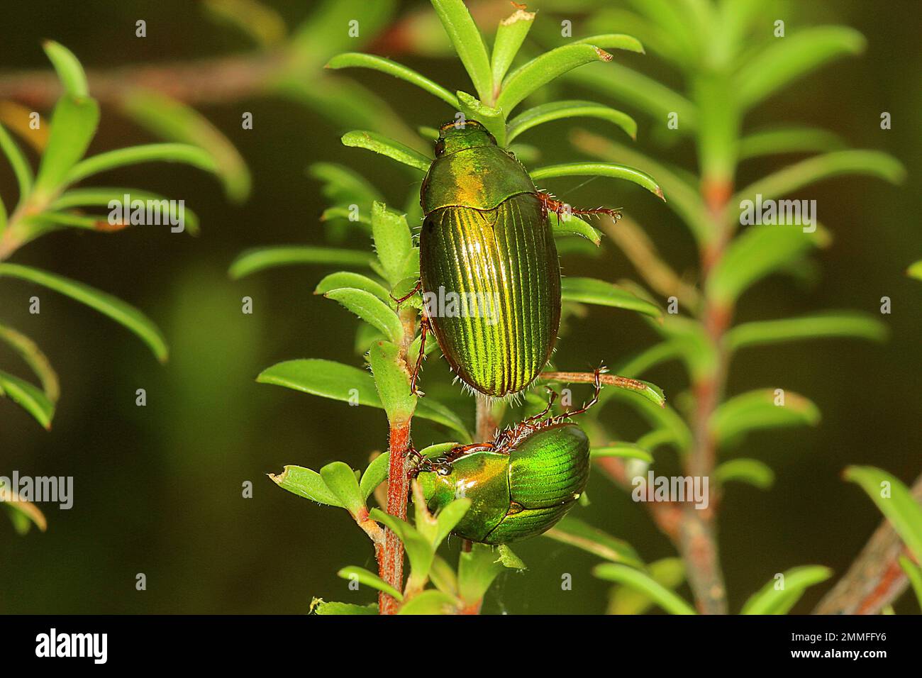 Green manuka beetle (Pyronota sp Stock Photo - Alamy