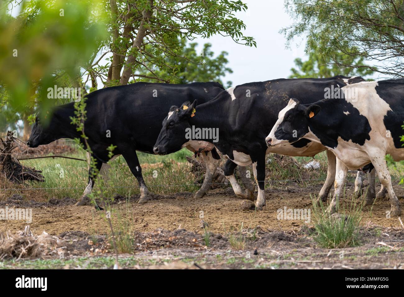 multiple cows hollando leaving the farm heading to eat pastures Stock ...