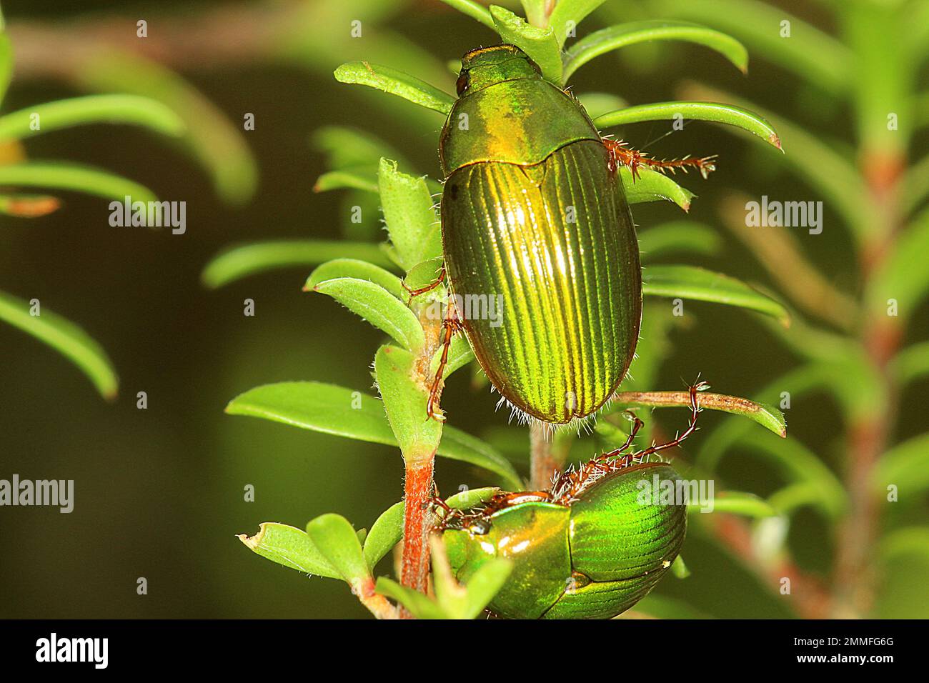 Pyronota hi-res stock photography and images - Alamy