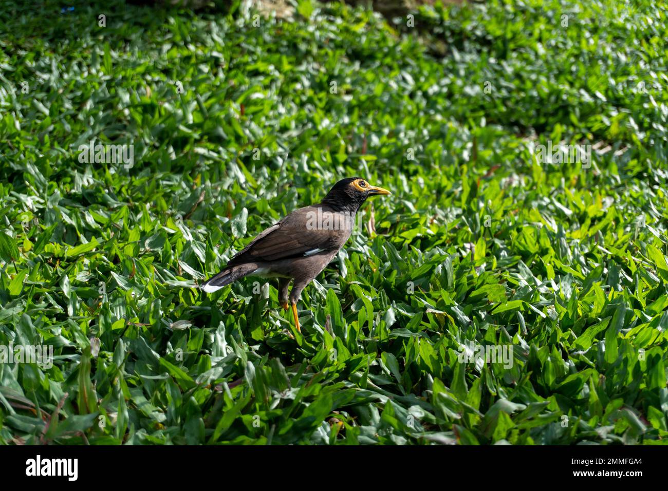 Nias hi-res stock photography and images - Alamy