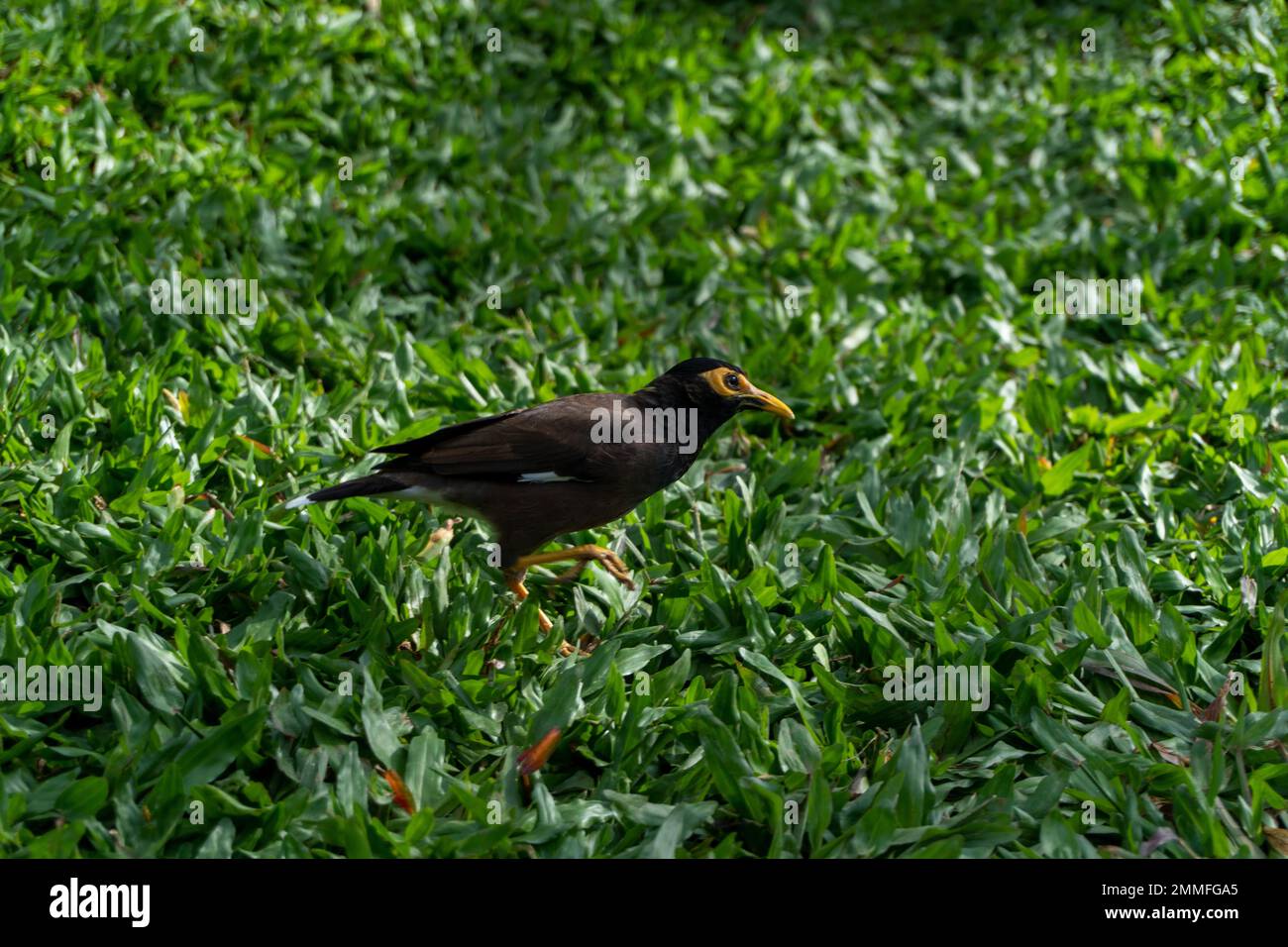 Nias hi-res stock photography and images - Alamy