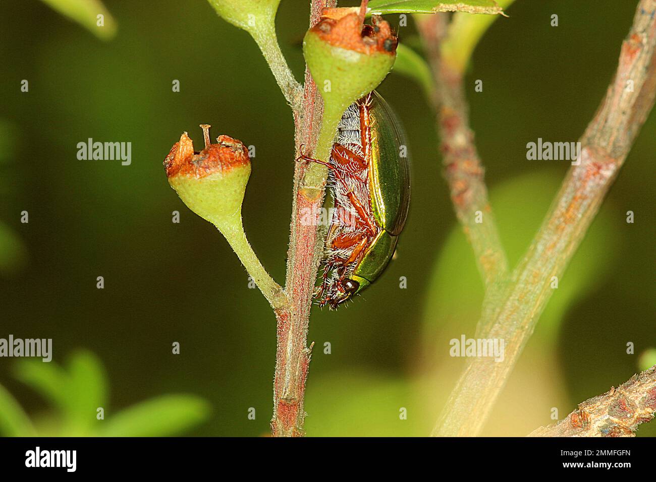 Pyronota hi-res stock photography and images - Alamy