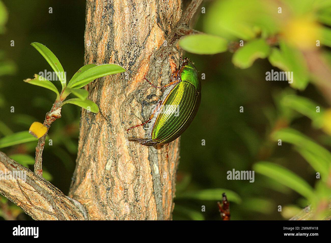 Green manuka beetle (Pyronota sp Stock Photo - Alamy