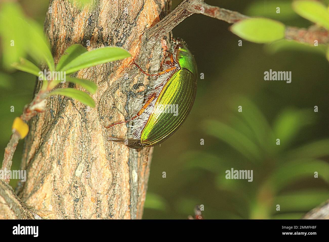 Pyronota hi-res stock photography and images - Alamy