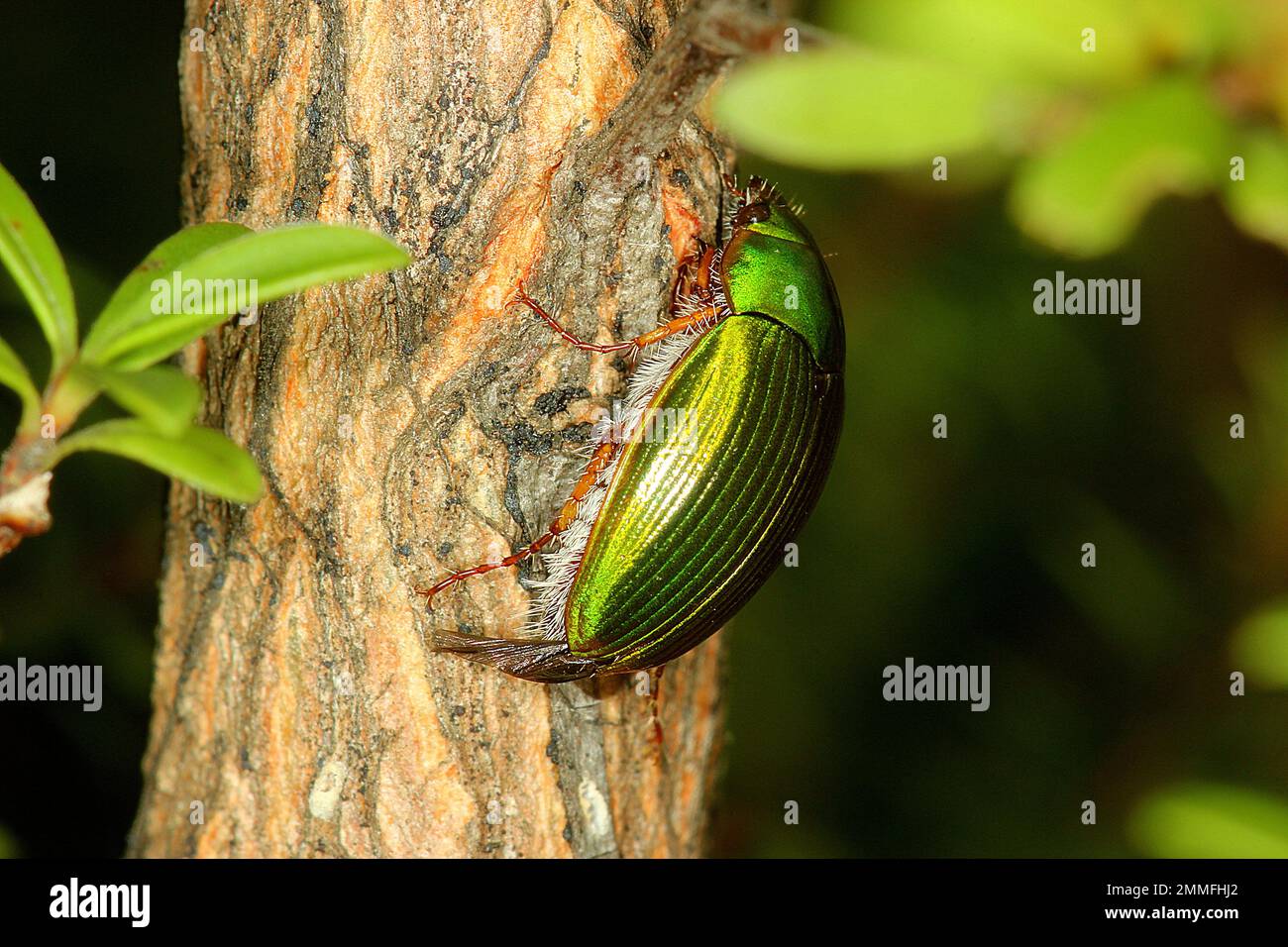 Green manuka beetle (Pyronota sp Stock Photo - Alamy