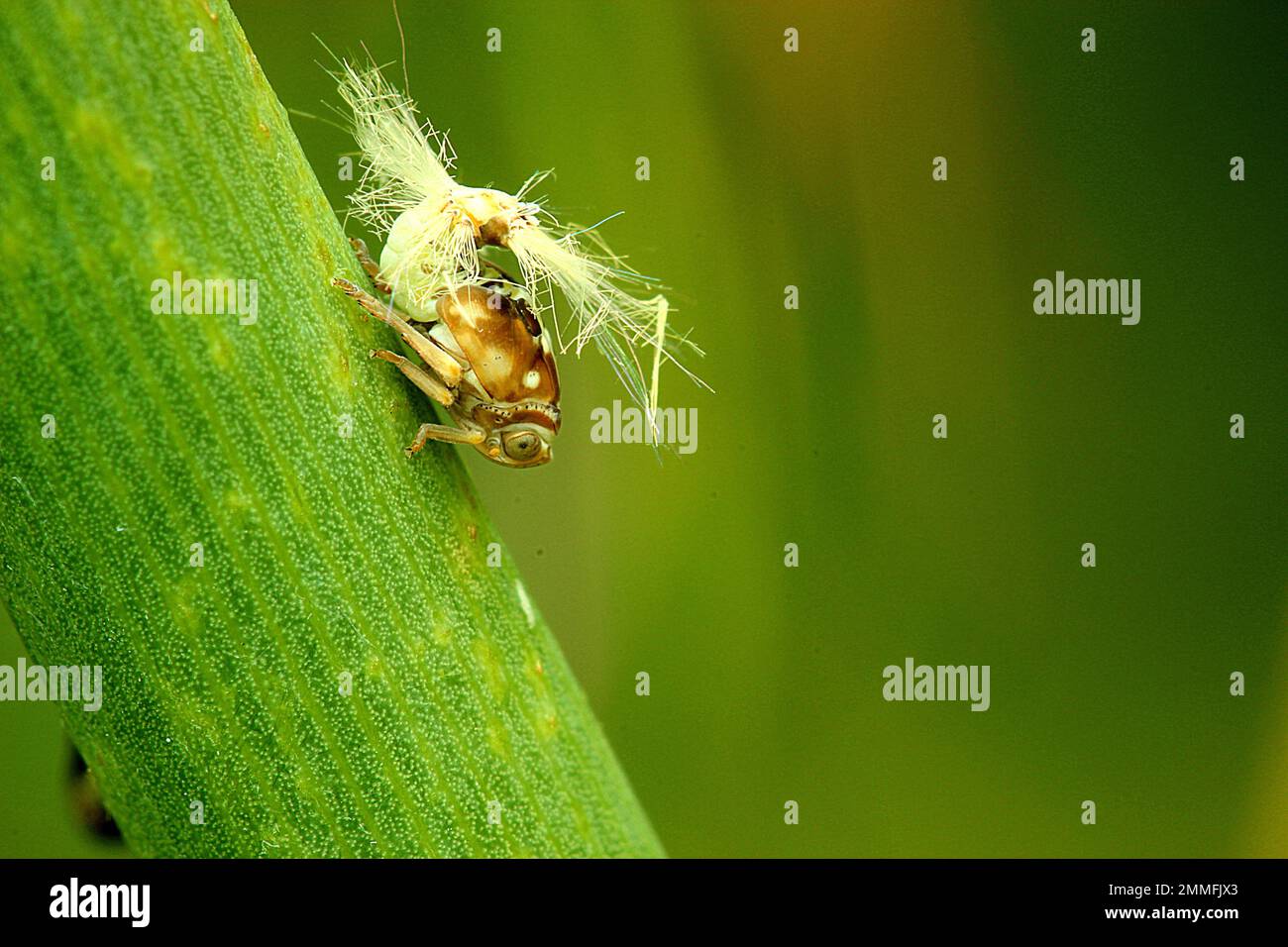 Passion vine hopper nymph hi-res stock photography and images - Alamy