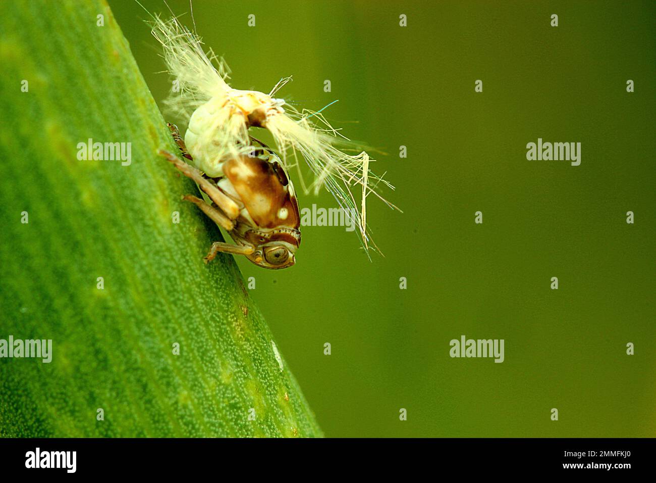 Adult and nymph stage passion vine hopper (Scolypopa australis Stock ...