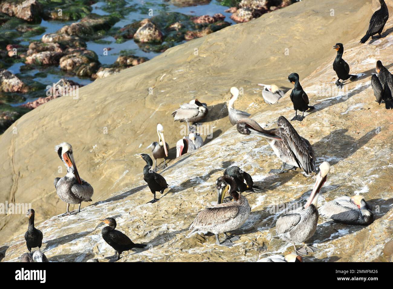 Birds on rocks hi-res stock photography and images - Alamy